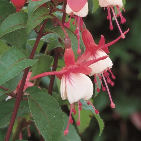 FREE Hardy Fuchsia Collection – Freeplants