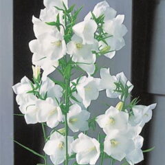 Campanula persicifolia Takion F1 Blue/White – Freeplants